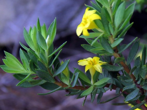 Golden saffronbush (Gnidia juniperifolia) Flower, Leaf, Care, Uses ...
