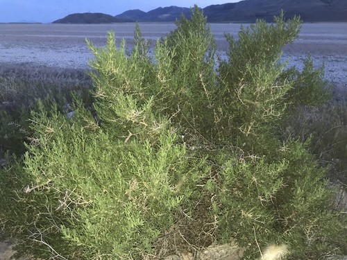 Greasewood (Sarcobatus vermiculatus) Flower, Leaf, Care, Uses - PictureThis