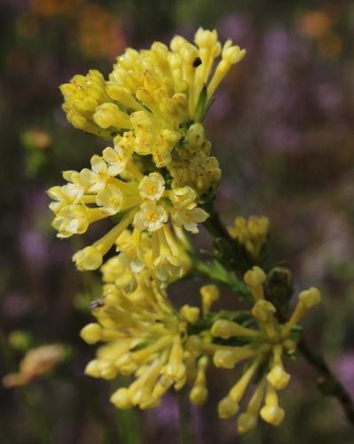 Gnidia squarrosa Flower, Leaf, Care, Uses - PictureThis