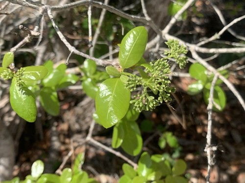 Pisonia aculeata Pflege (Bepflanzung, Krankheiten, Ernte) - PictureThis