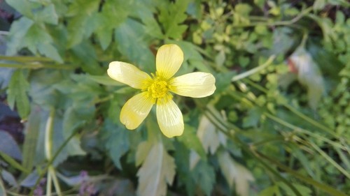 Ranunculus sierrae-orientalis - PictureThis