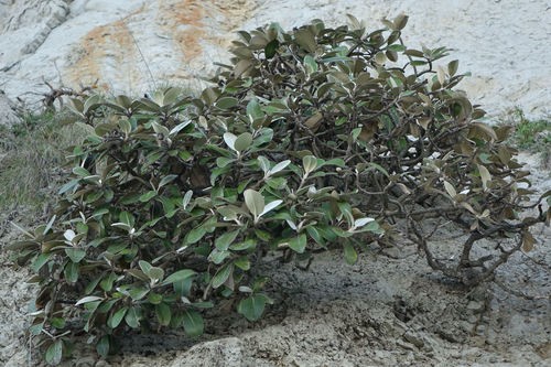 Pachystegia insignis - PictureThis