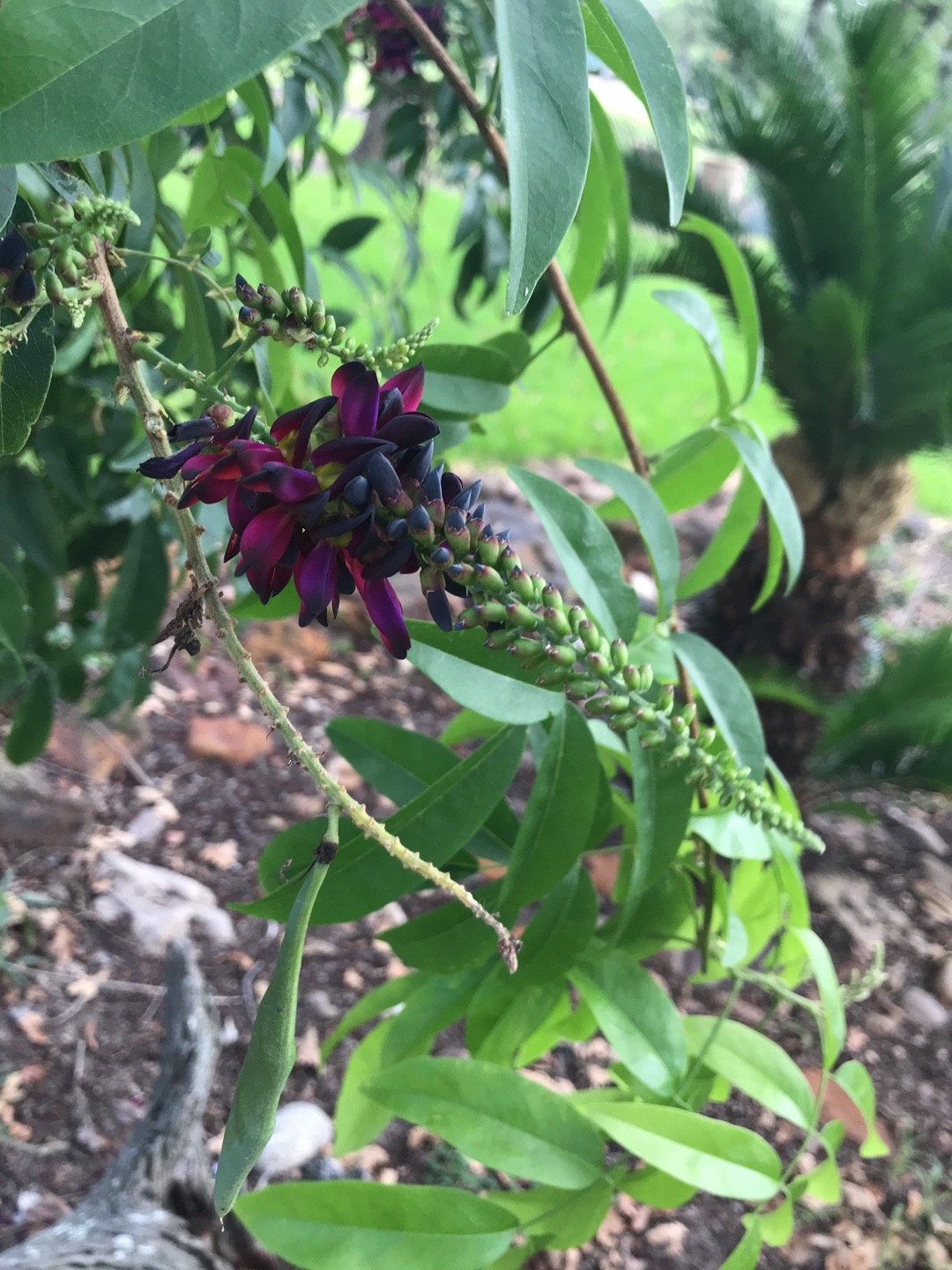 Callerya reticulata - PictureThis