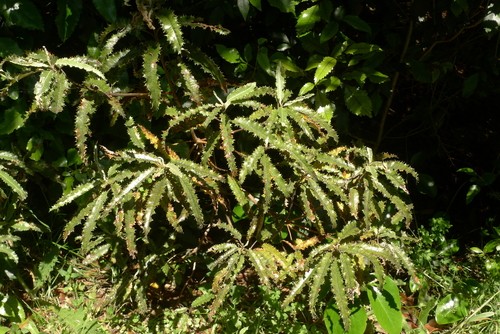 Olearia ilicifolia - PictureThis