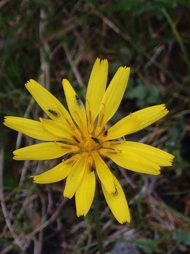 Microseris borealis - PictureThis