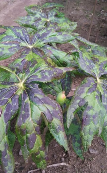 Podophyllum hexandrum - PictureThis