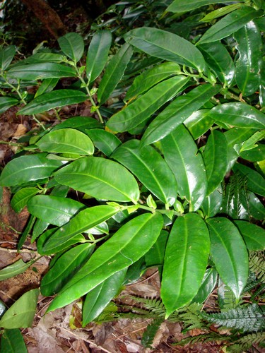 Procris pedunculata - PictureThis