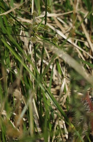 Nutgrasses Care (Watering, Fertilize, Pruning, Propagation) - PictureThis