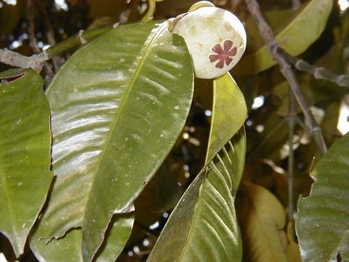 Mangostan (Garcinia mangostana) - PictureThis