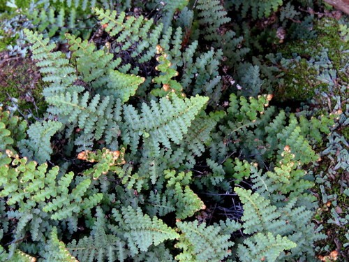 Asplenium cordatum - PictureThis