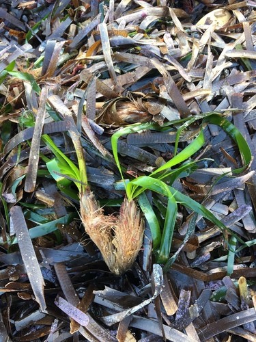 Posidonia (Posidoniaceae) Flower, Leaf, Care, Uses - PictureThis