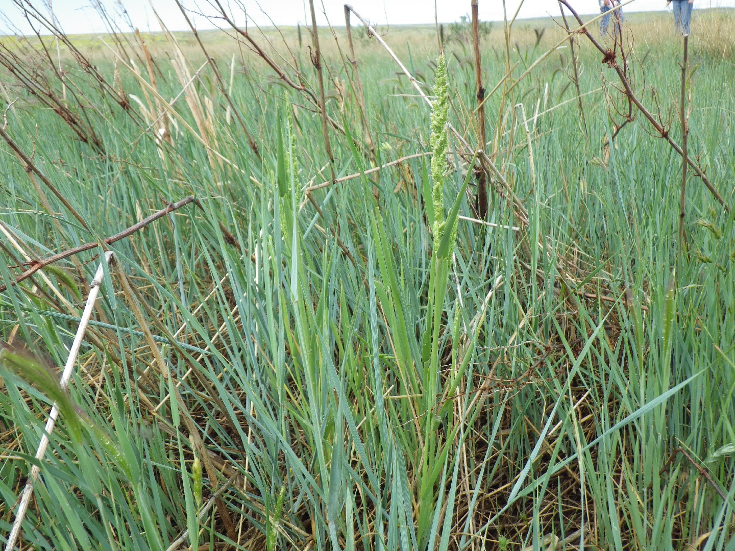 Бекманния восточная (Beckmannia syzigachne) - PictureThis