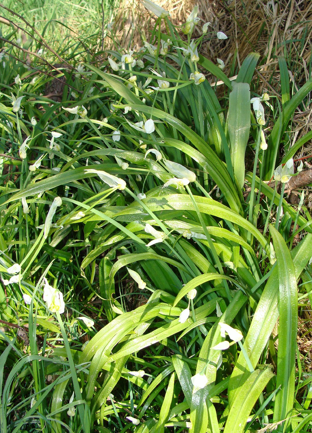 Лук странный (Allium paradoxum) - PictureThis