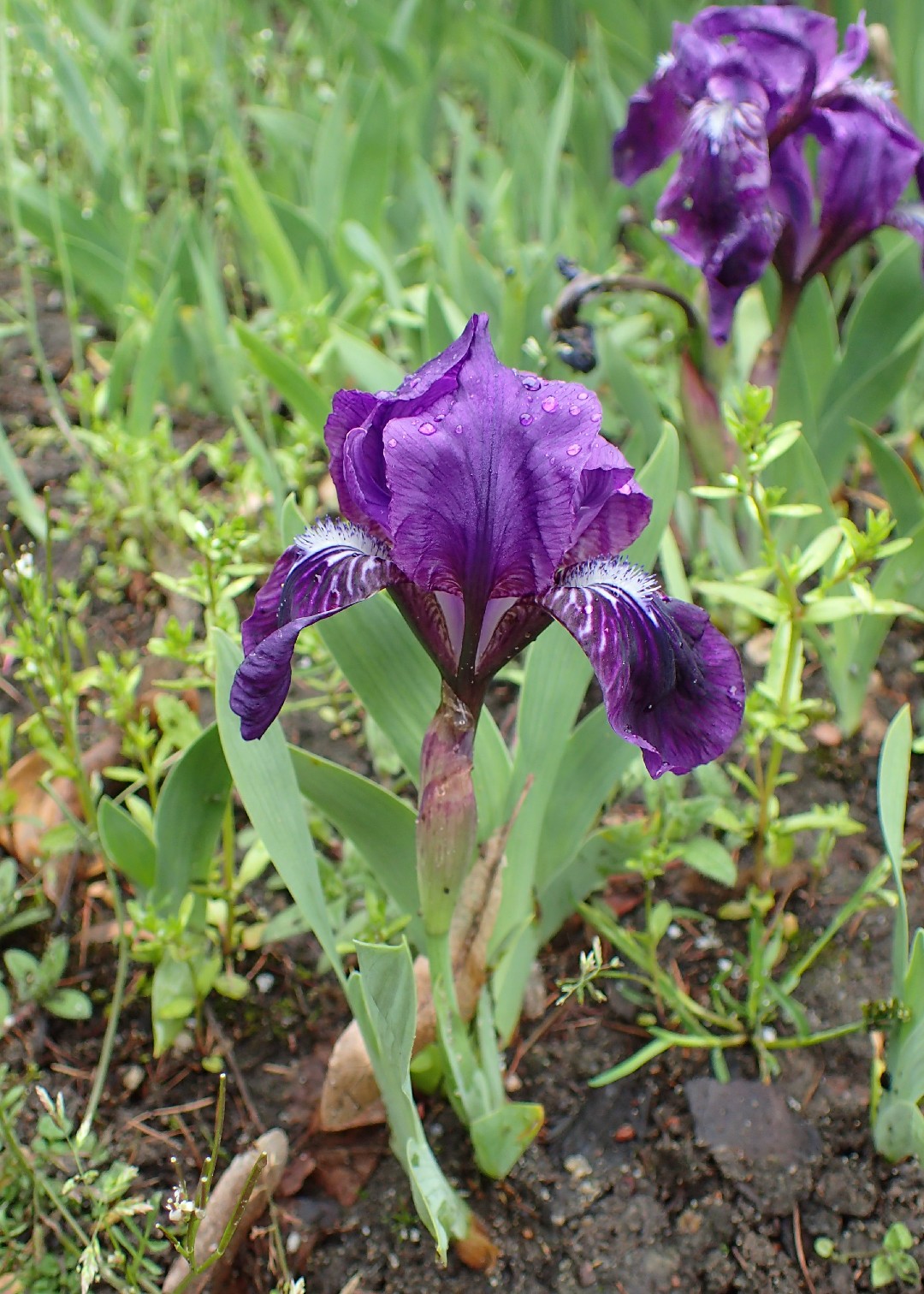 Giaggiolo di boemia (Iris aphylla) - PictureThis