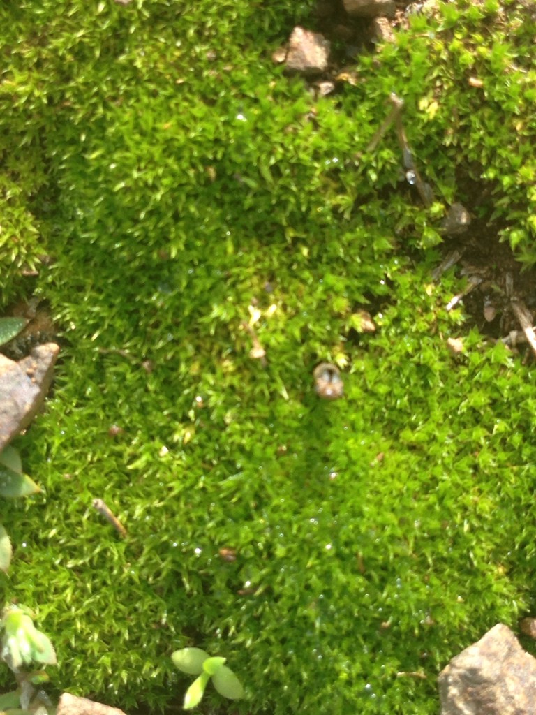 True mosses (Bryopsida) Flower, Leaf, Care, Uses - PictureThis