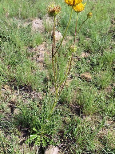 African thistle (Berkheya) Flower, Leaf, Care, Uses - PictureThis