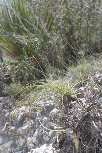 How to Grow and Care for Texas feather-shank