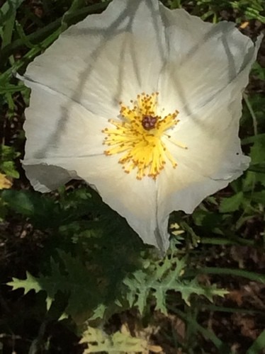 Chicalote blanco (Argemone albiflora) - PictureThis