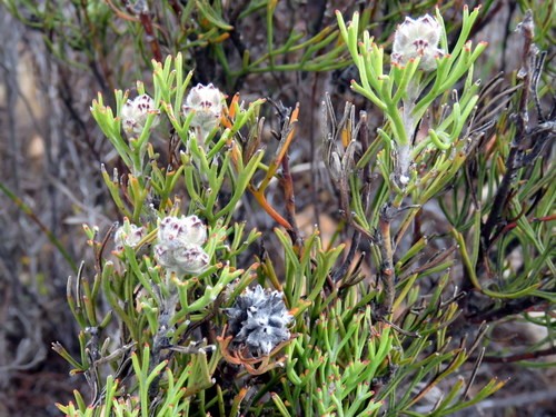 Paranomus dregei - PictureThis