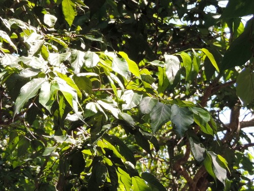 Palo de mora (Maclura tinctoria) - PictureThis