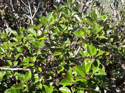 Common tree daisy (Olearia arborescens) Flower, Leaf, Care, Uses ...