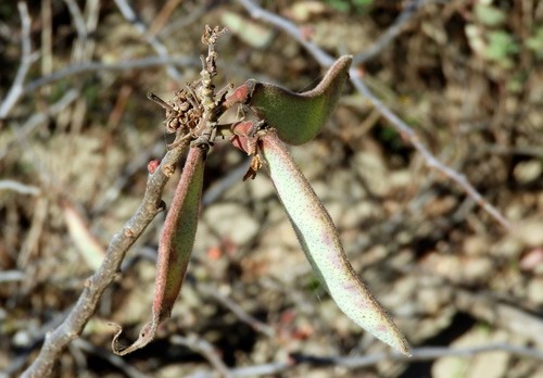 Palo piojo (Caesalpinia palmeri) - PictureThis