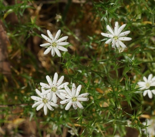 Stellaria pungens - PictureThis