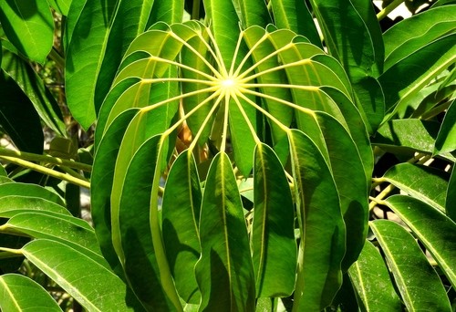 Pohon Gurita (Schefflera actinophylla) - PictureThis
