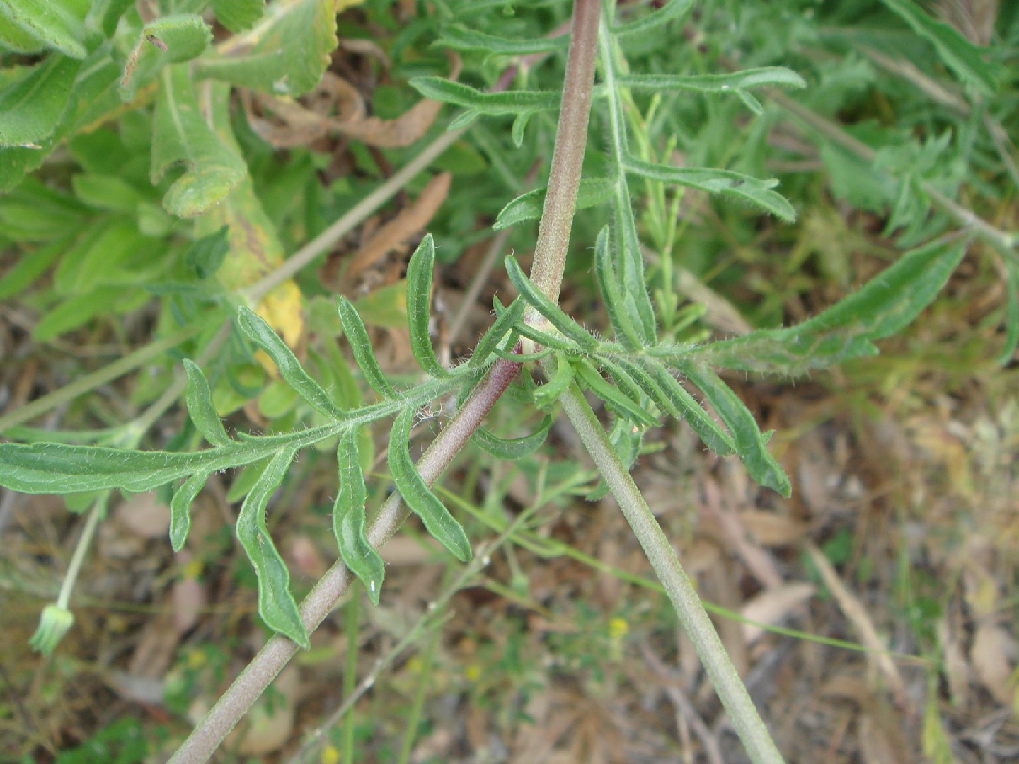 Strobilanthes atropurpurea - PictureThis