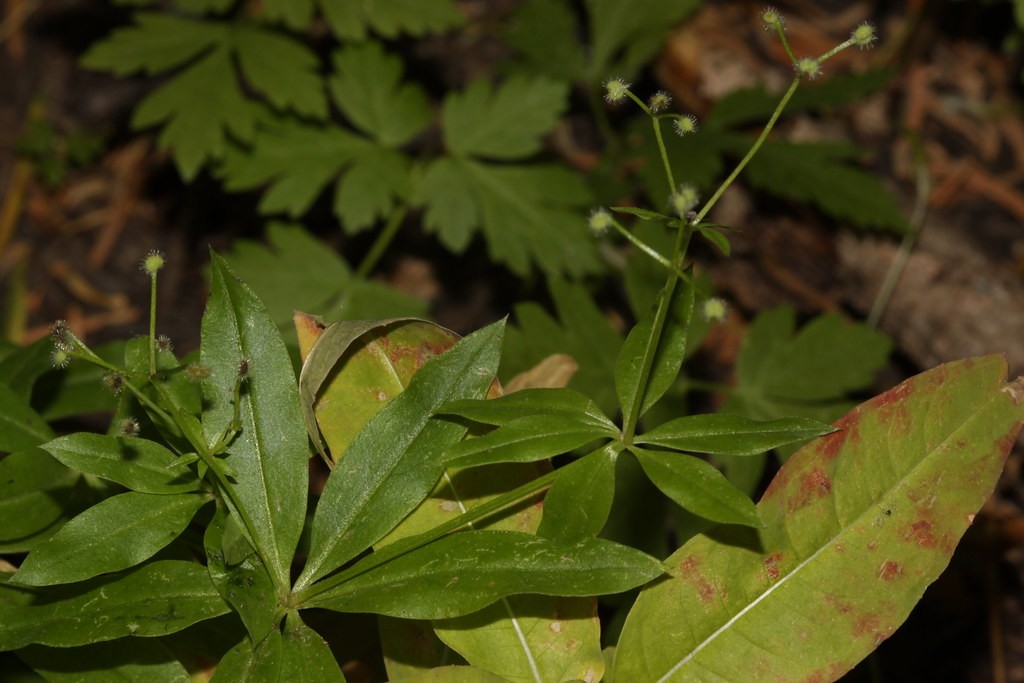 Four-leaf bedstraw (Galium pseudoasprellum) Flower, Leaf, Care, Uses ...