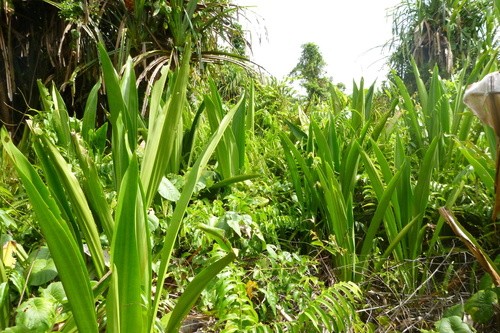 Hanguana malayana - PictureThis