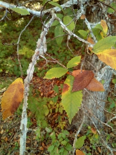 How to Plant and Grow Winged elm(Ulmus alata)