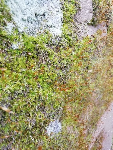 Tornillo de pared-musgo (Tortula muralis) - PictureThis