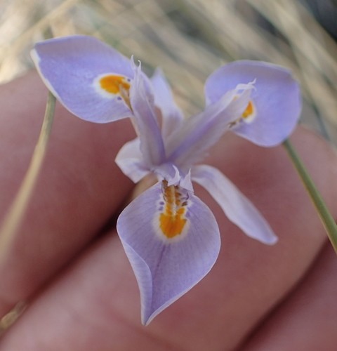 Moraea stricta - PictureThis