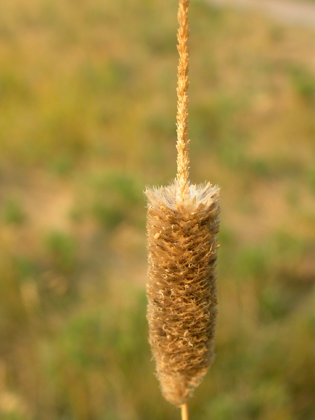 Creeping meadow foxtail (Alopecurus arundinaceus) Flower, Leaf, Care ...