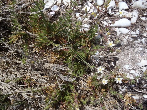 Greater sea spurrey (Spergularia media) Flower, Leaf, Care, Uses ...