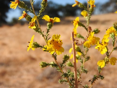 Holocarpha virgata - PictureThis