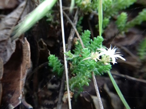 Chisme (Sedum moranense) - PictureThis