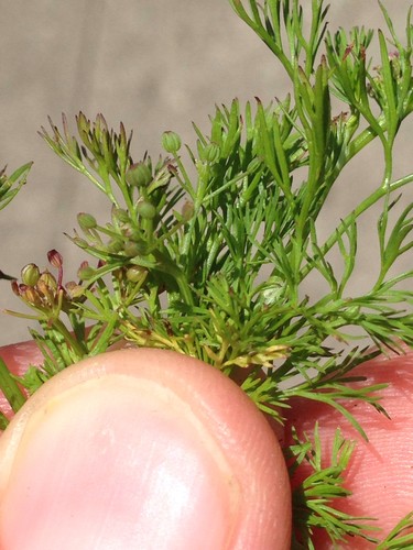 Marsh parsley (Cyclospermum leptophyllum) Flower, Leaf, Care, Uses ...