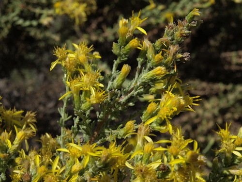 California goldenbush (Ericameria ericoides) Flower, Leaf, Care, Uses ...