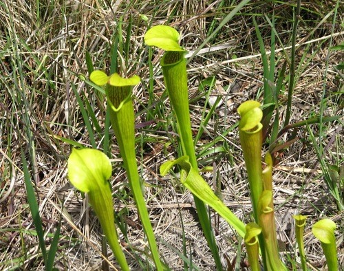 How to Plant and Grow Yellow trumpets(Sarracenia alata)