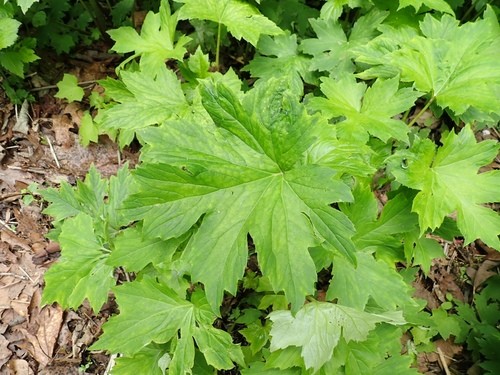 Broadleaf waterleaf (Hydrophyllum canadense) Flower, Leaf, Care, Uses ...