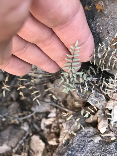 Pellaea truncata - PictureThis