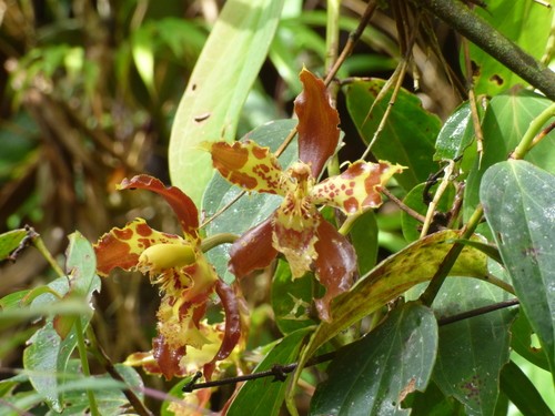 Oncidium luteopurpureum - PictureThis