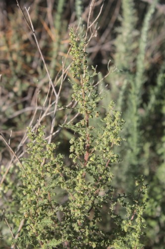 Marsh-elder (Hedosyne) Flower, Leaf, Care, Uses - PictureThis