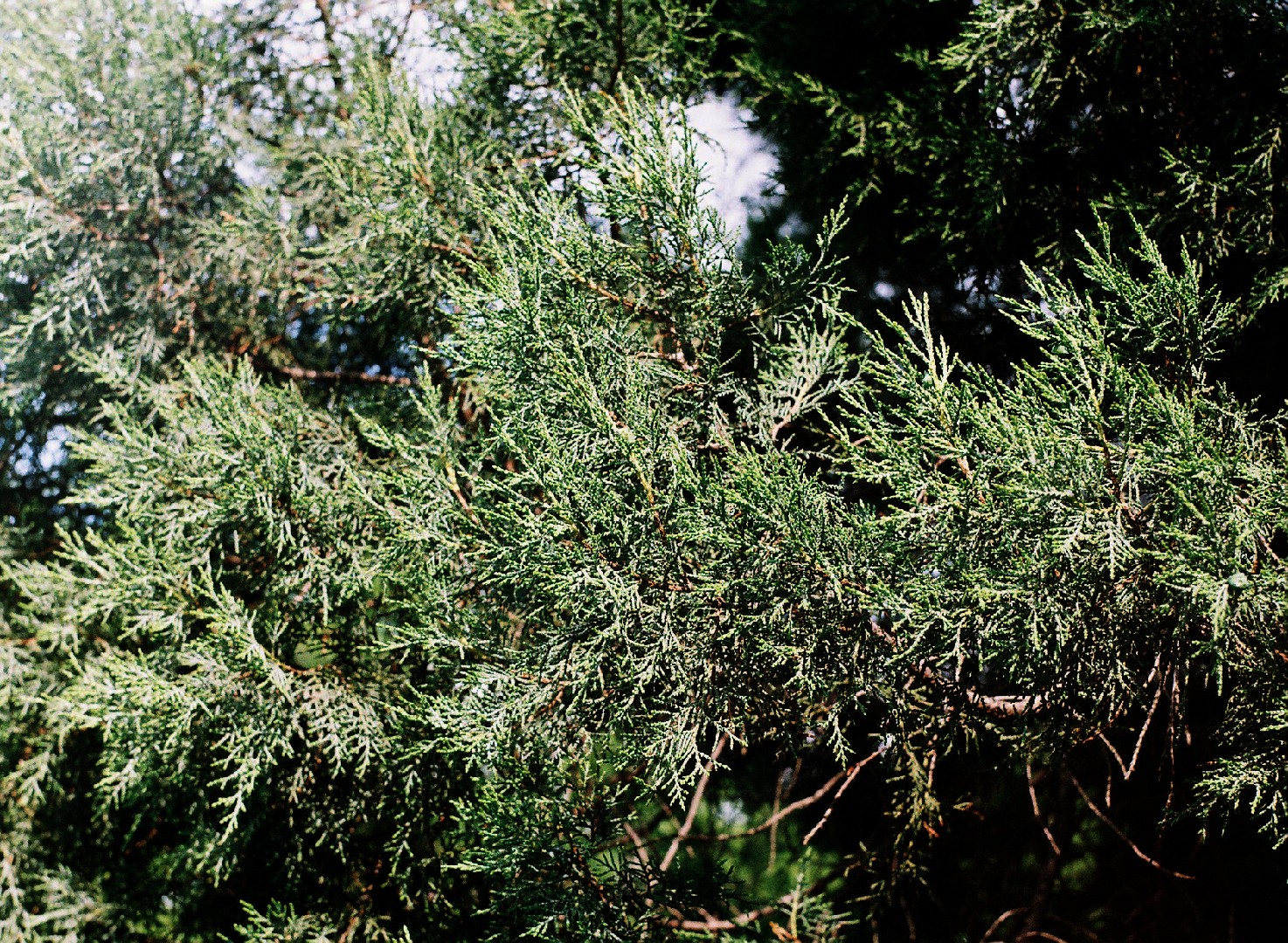 Juniperus excelsa - PictureThis