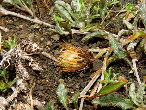 Dicoma capensis - PictureThis
