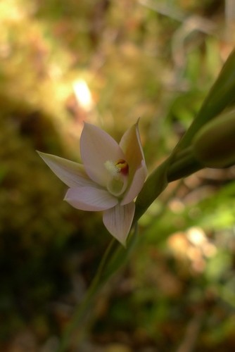 Thelymitra hatchii 照顧，種植，繁殖，開花時間 - PictureThis