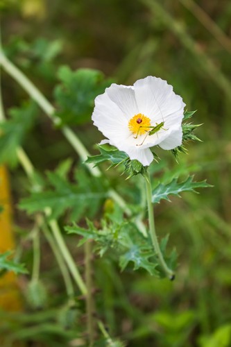 Chicalote blanco (Argemone albiflora) - PictureThis