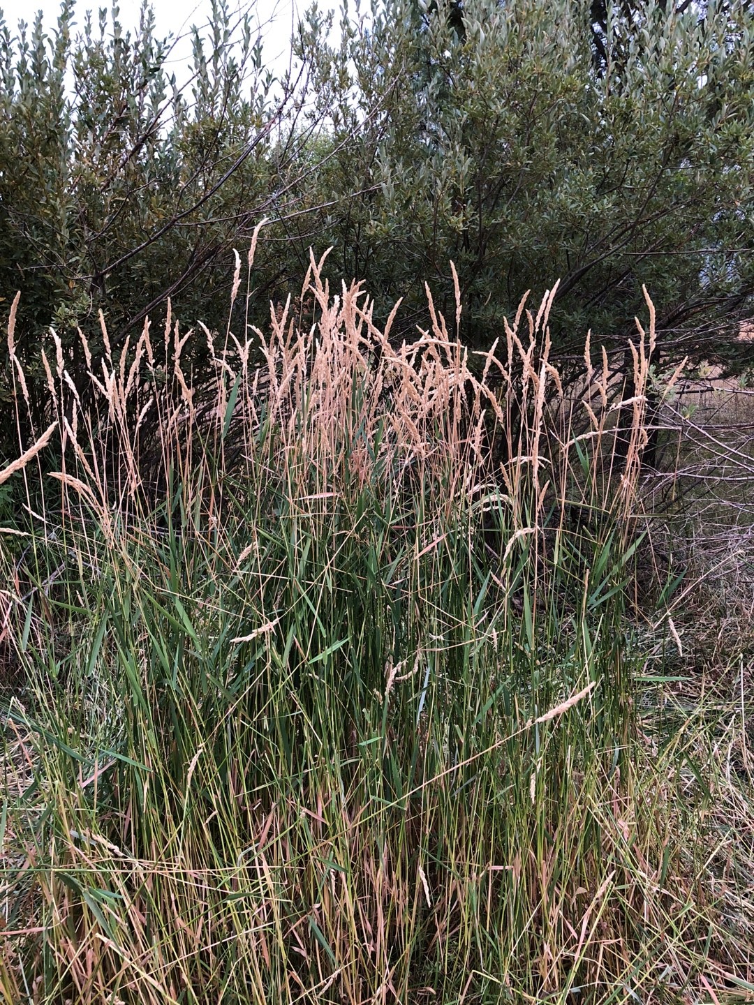 Purple small-reed (Calamagrostis canescens) Flower, Leaf, Uses ...